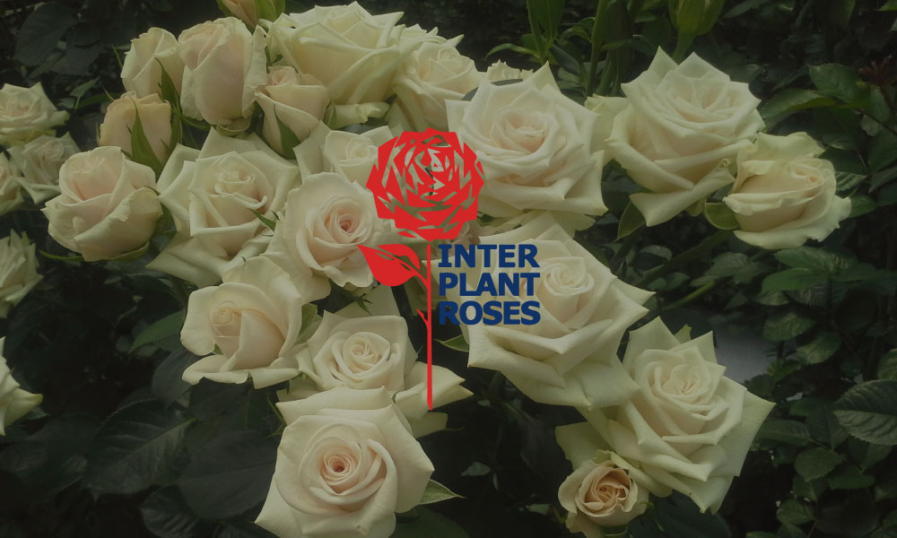 Interplant Roses - Digital Agency